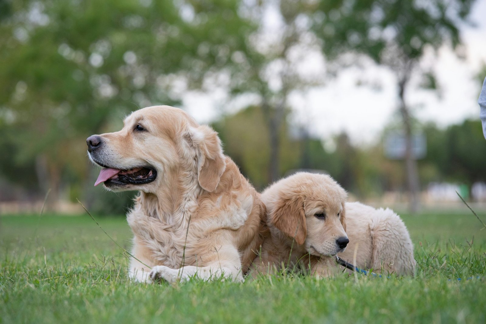 Buy Retriever Puppy Online Today for Your Family ...